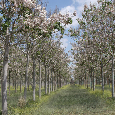 Paulownia Farm | Cally Farms